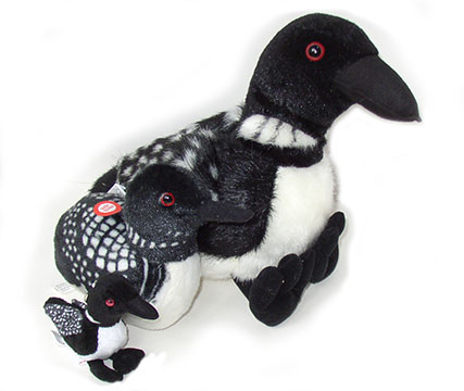 Find facts and information about the Common Loon from the Aviary.