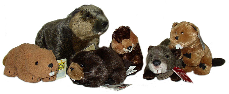 Find Beaver stuffed animals, facts and information at Animals N More.
